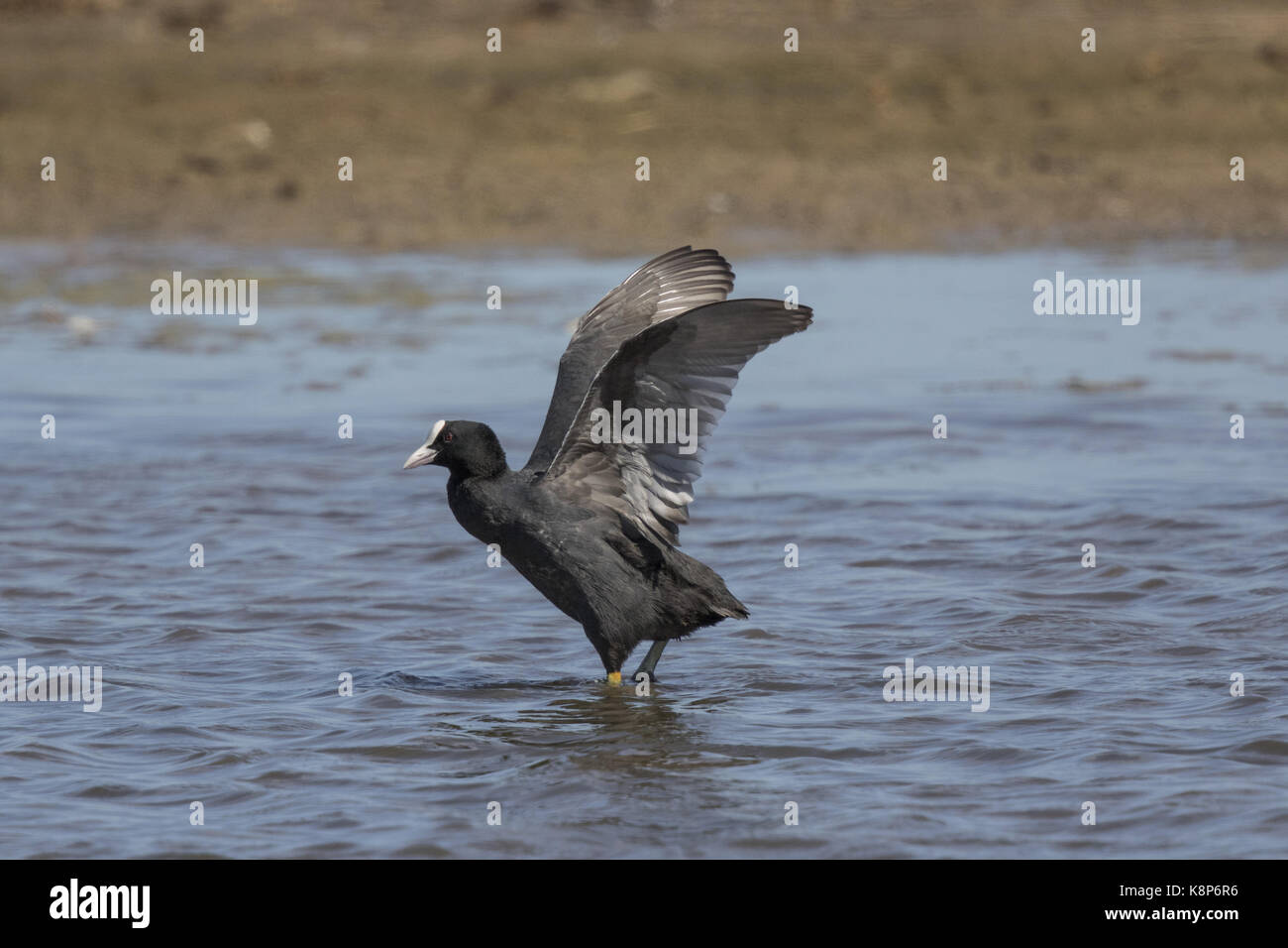 Coot wing flapping Stock Photo - Alamy