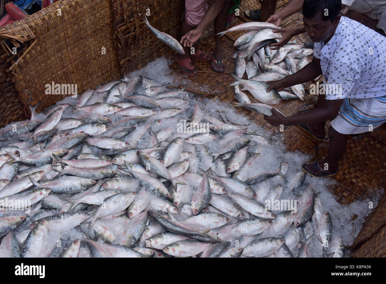 Ilish fish High Resolution Stock Photography and Images - Alamy