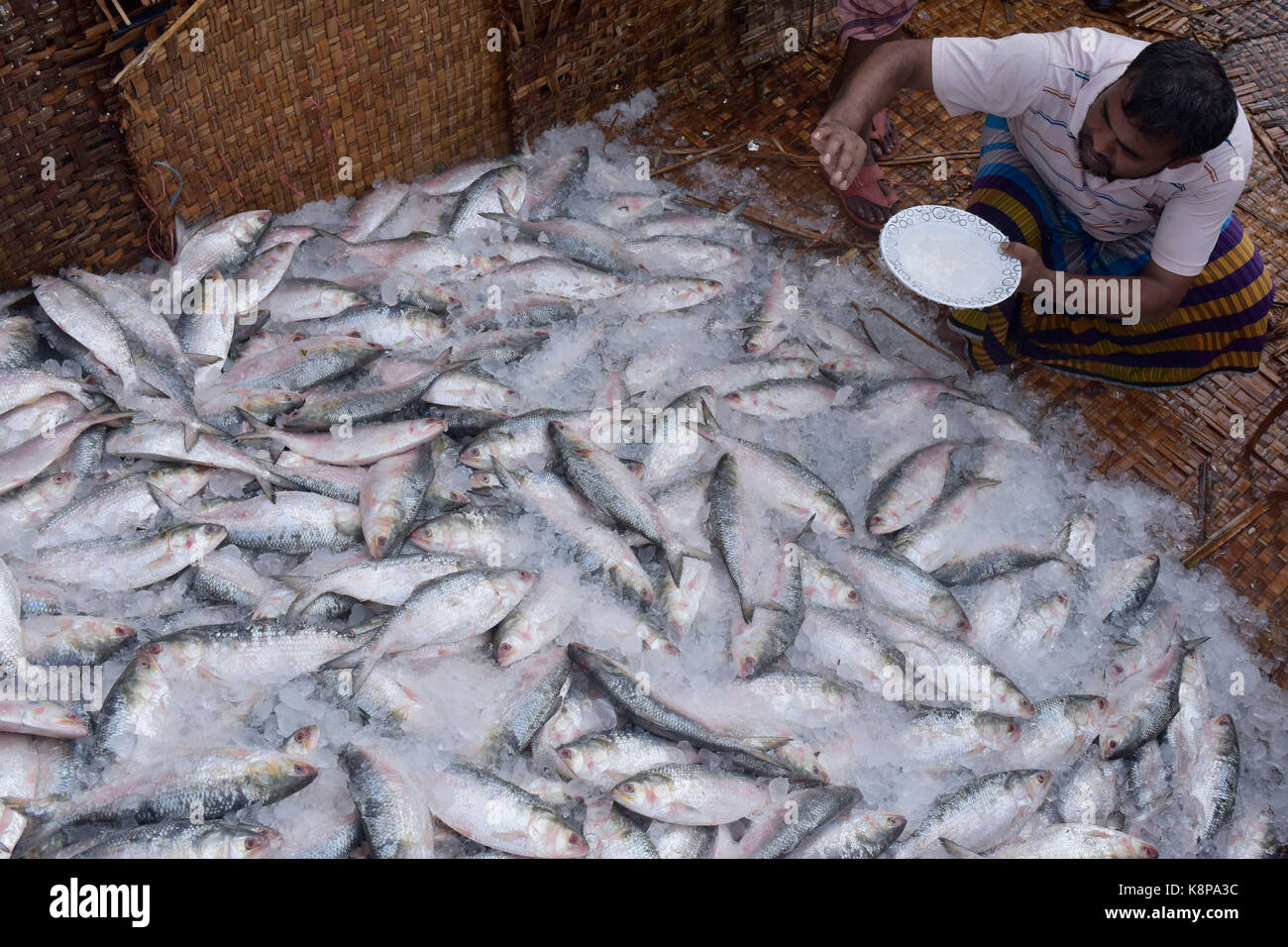 Hilsa Fish Catching In Bangladesh High Resolution Stock Photography and ...