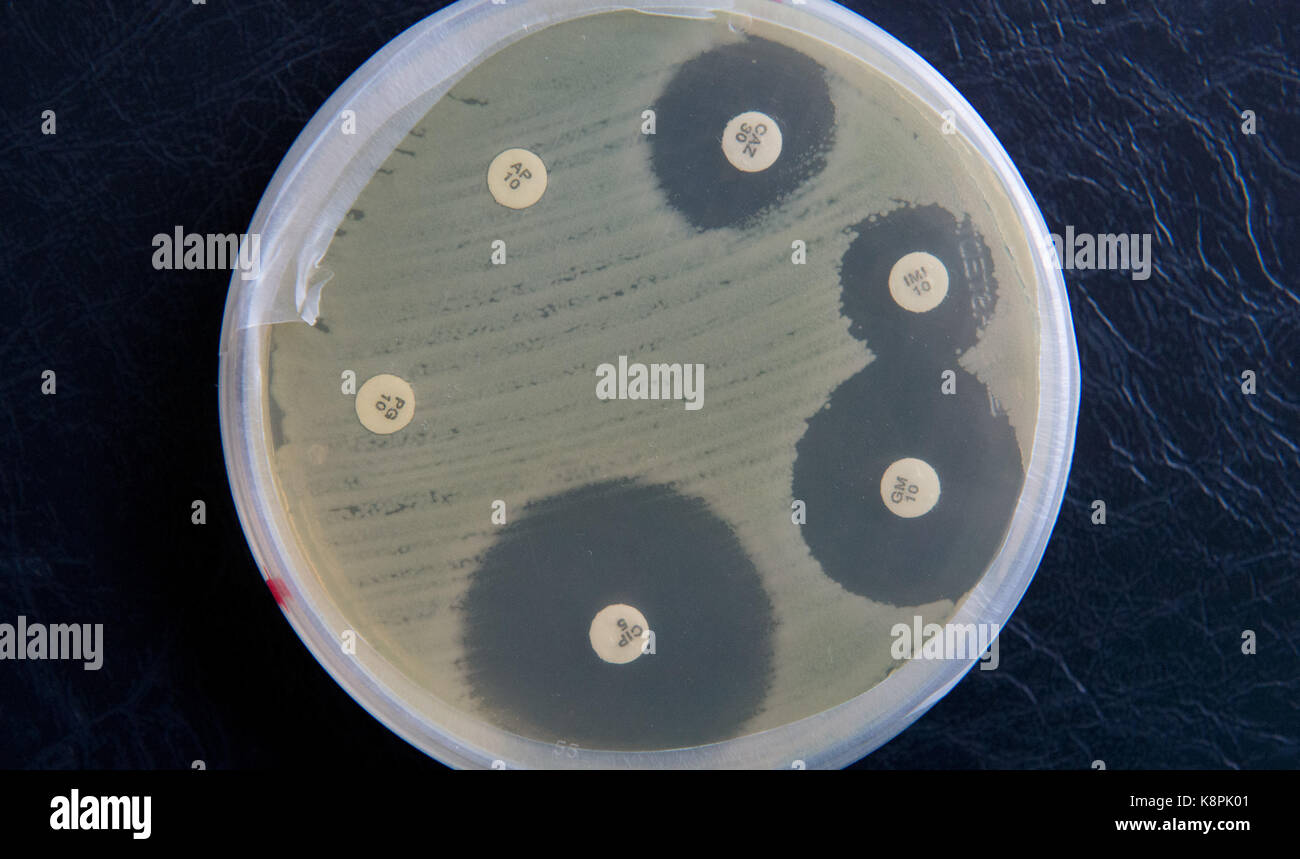 Antibiotics petri dish hi-res stock photography and images - Alamy
