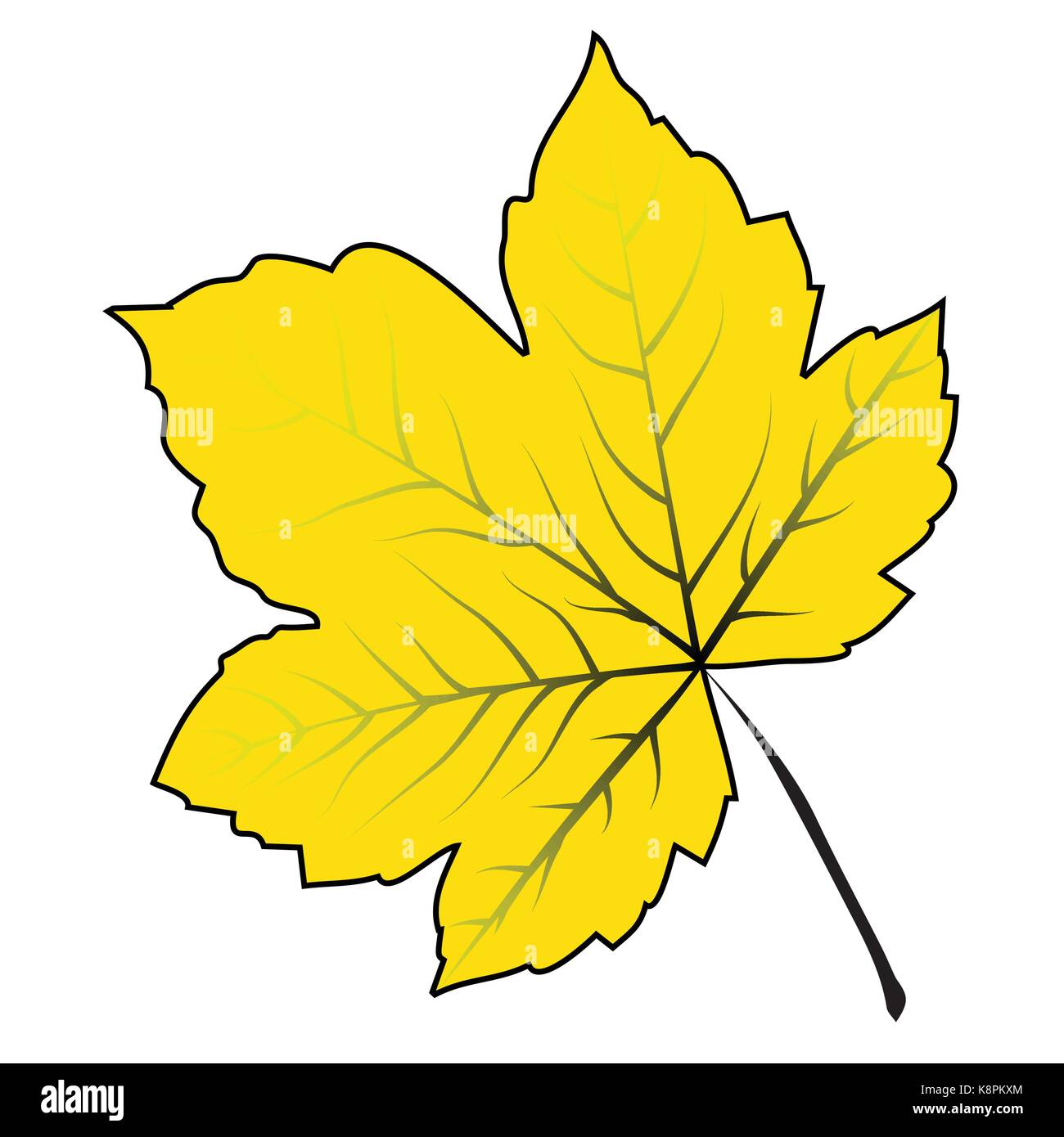 Image Of Cartoon Maple Leaf Vector Illustration Isolated On White