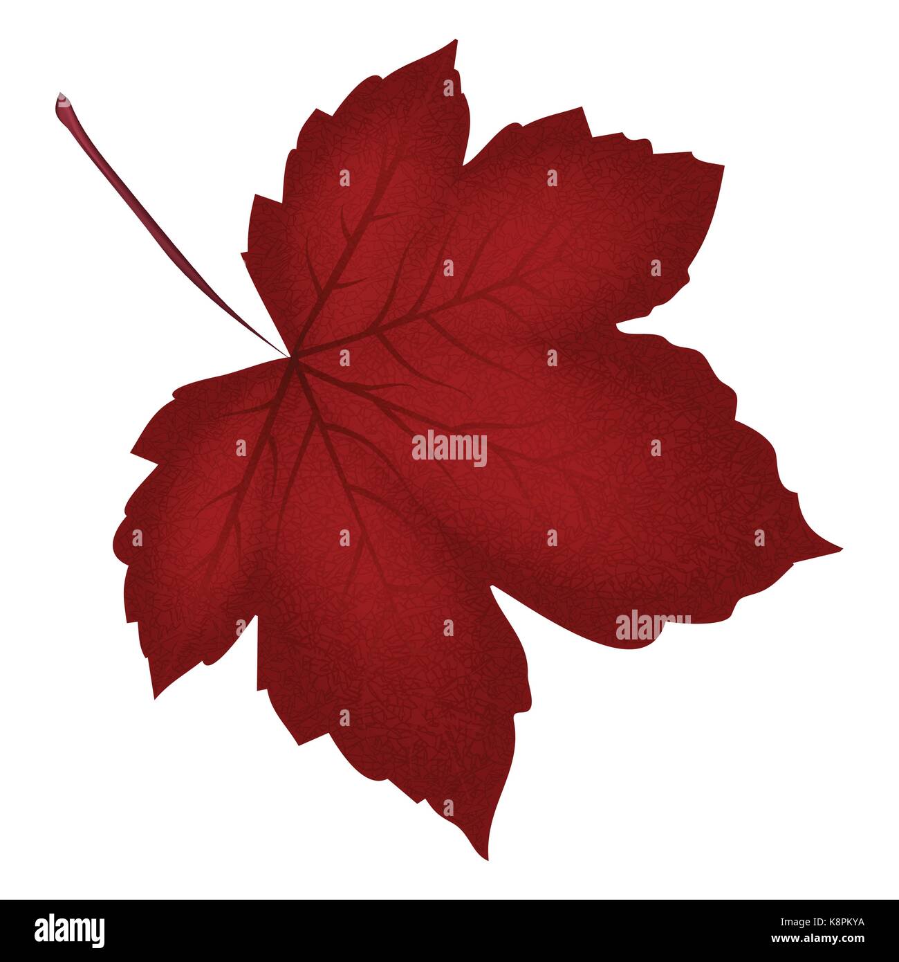 Image of realistic red maple leaf . Vector illustration isolated on ...