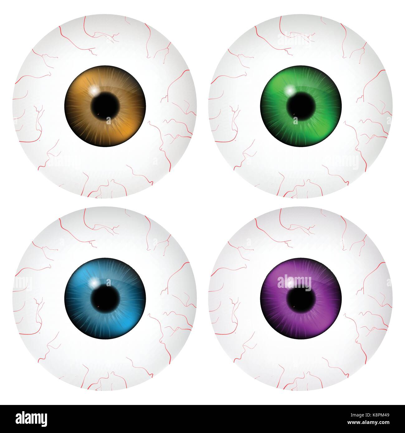 Image of realistic human eye ball with colorful pupil, iris. Vector ...