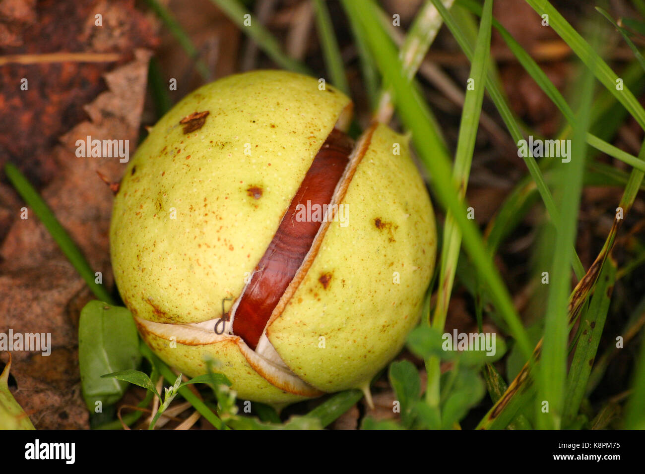 Beautiful chestnut tree in natural habitat in autumn Stock Photo - Alamy
