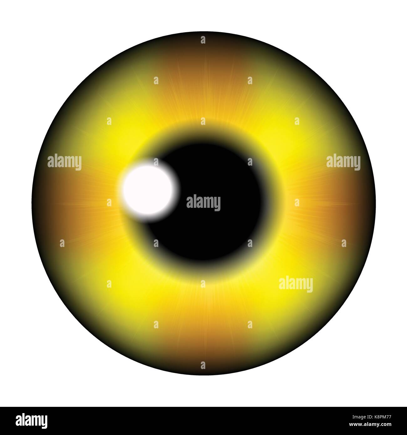 The pupil of the eye, eye ball. Realistic vector illustration isolated ...