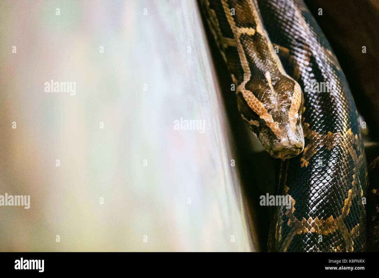 Close-up picture of dangerous grown up python Stock Photo - Alamy