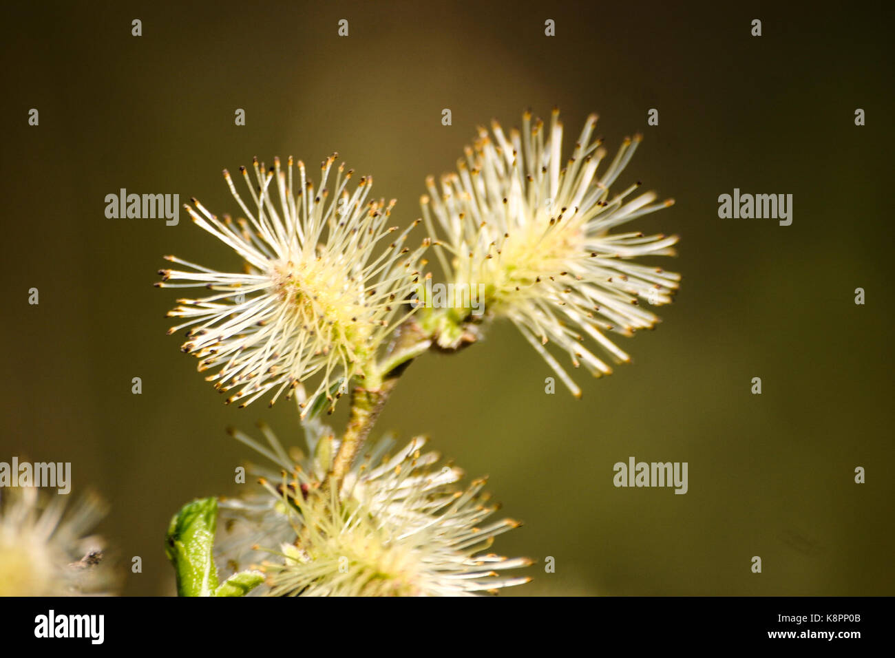 Beautiful willow tree blossoms in spring in natural habitat Stock Photo ...