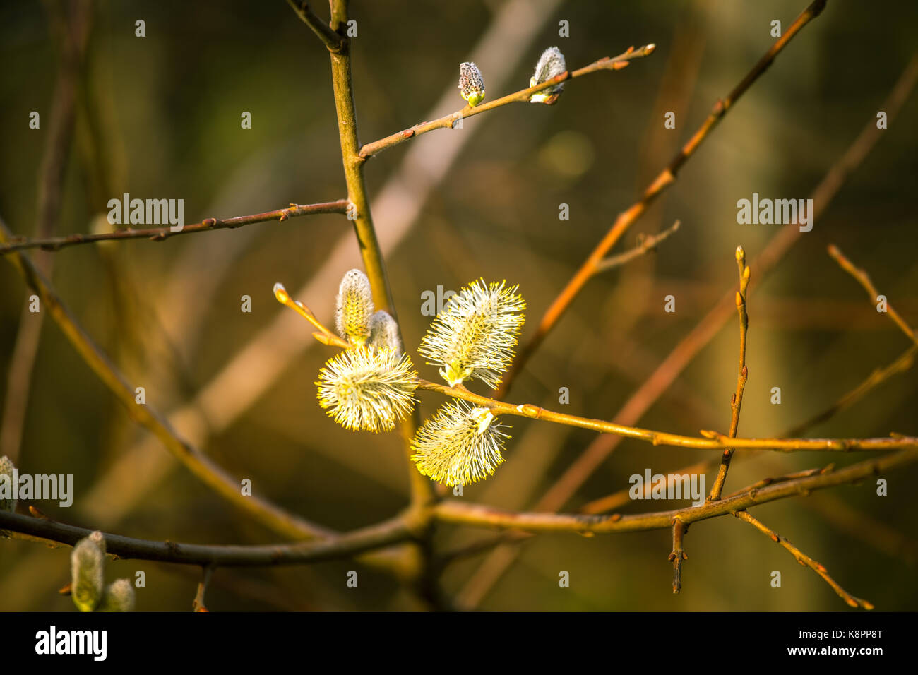 Beautiful willow tree blossoms in spring in natural habitat Stock Photo ...