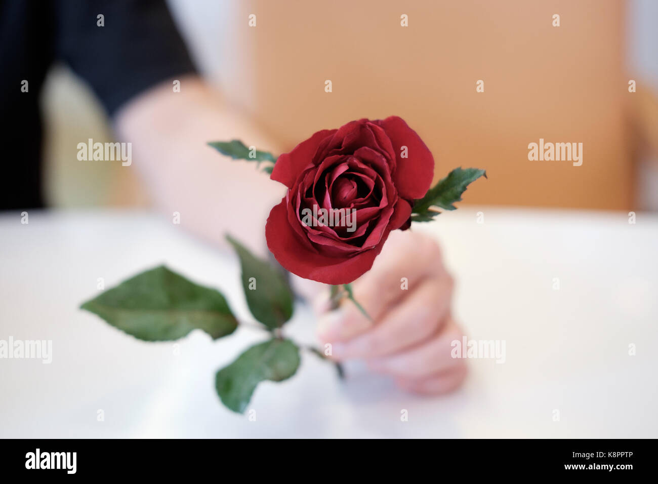 Handing A Rose High Resolution Stock Photography and Images - Alamy
