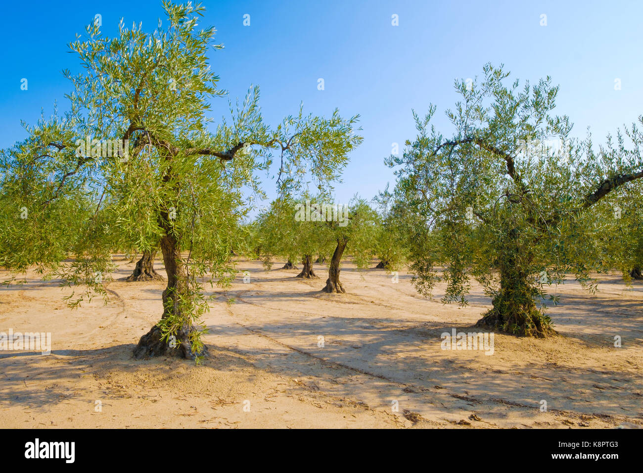 olive tree field and a blue sky in extremadura spain Stock Photo - Alamy