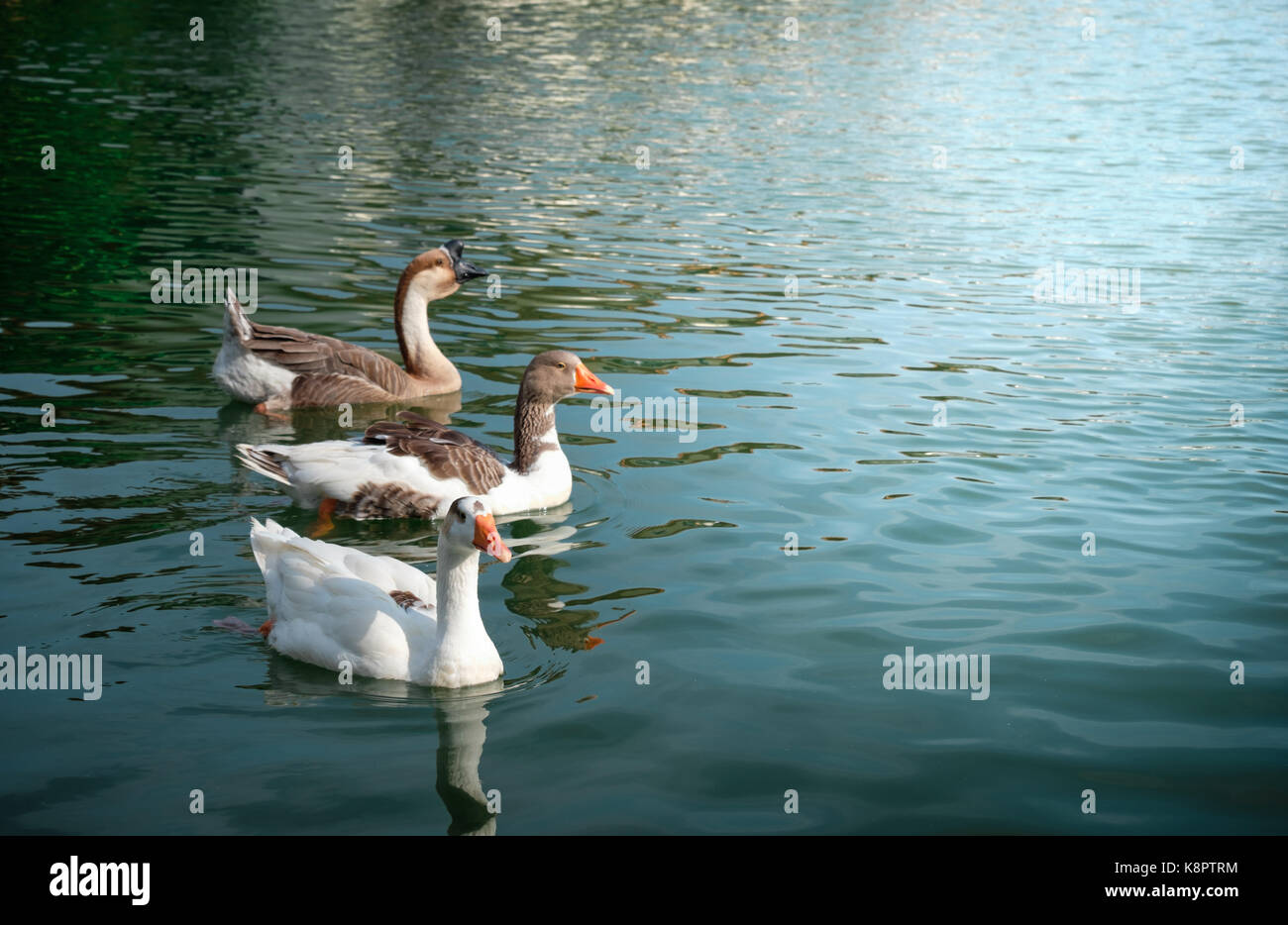 Three geese floating happily in the turquoise river Stock Photo - Alamy