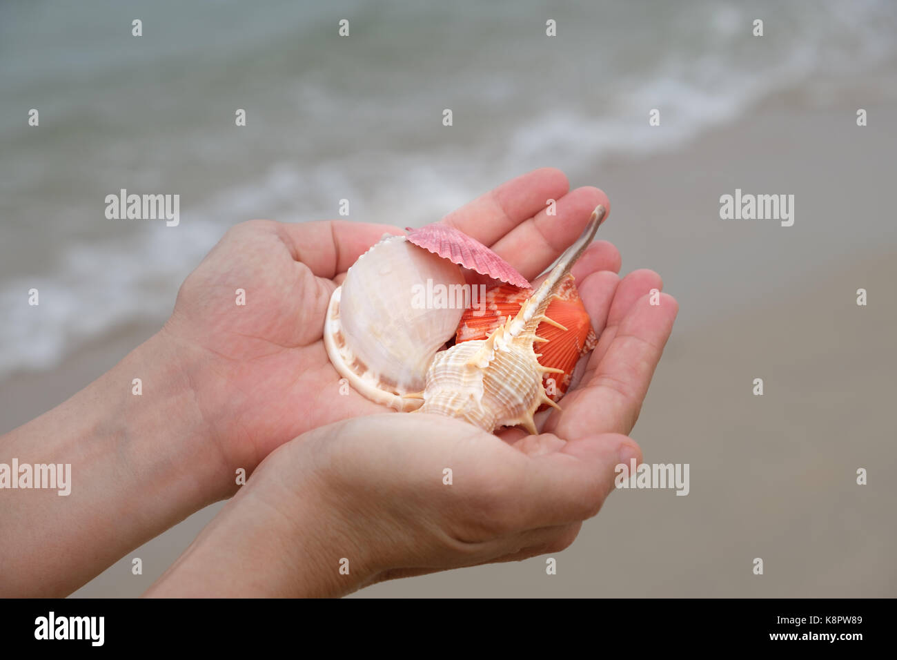 Many shells on woman's hands by the sea Stock Photo - Alamy