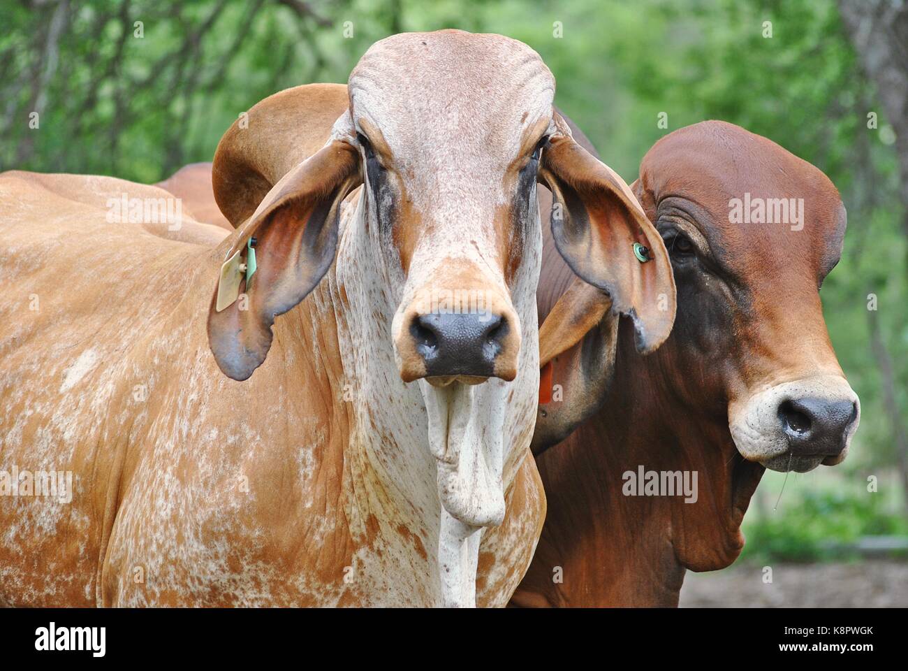A portrait of two bulls Stock Photo - Alamy