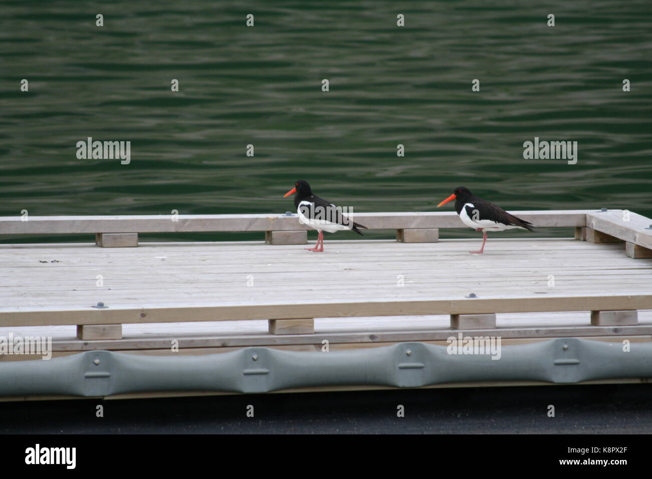 Bird picture (still working entering info - more details coming up ...