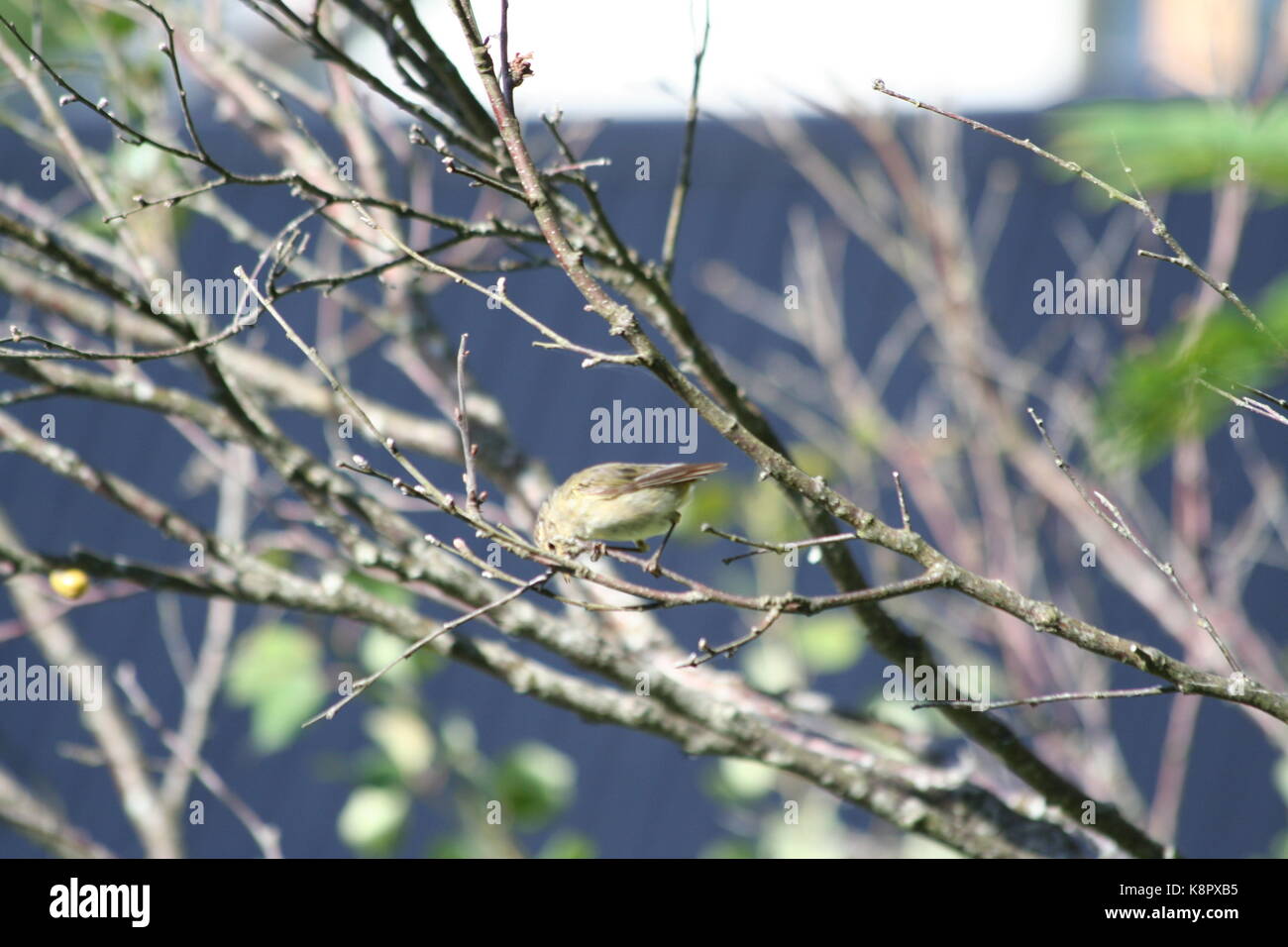 Bird picture (still working entering info - more details coming up ...