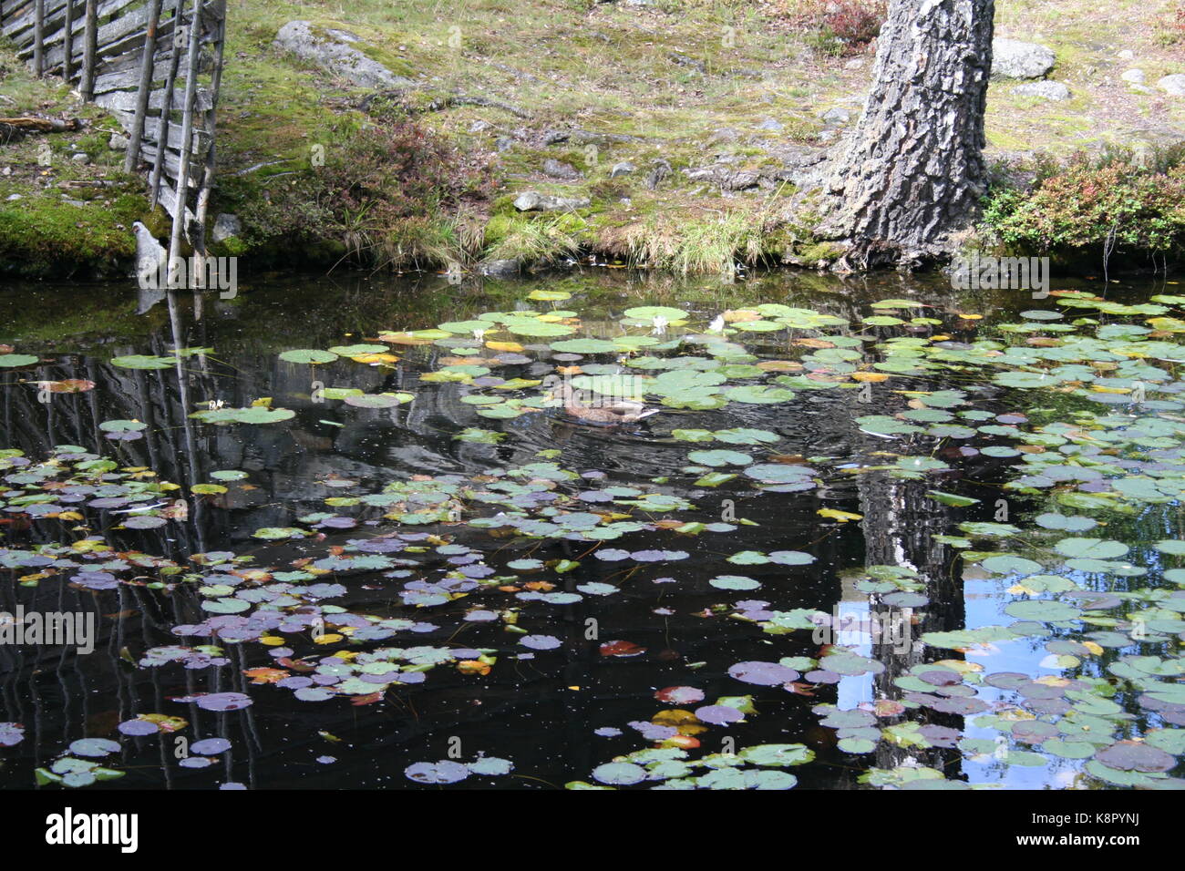 Unsorted plant images (Work in progress Stock Photo - Alamy