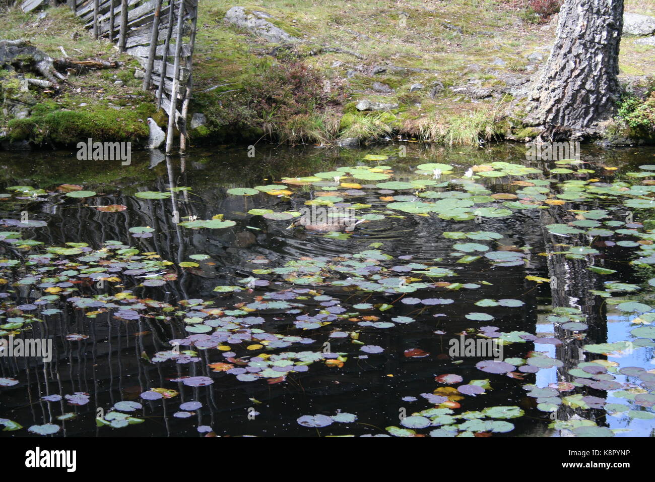 Unsorted plant images (Work in progress Stock Photo - Alamy