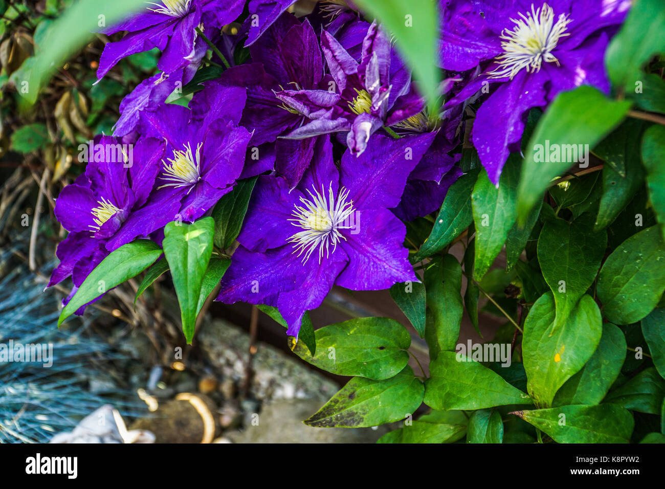 beautiful purple blossom Stock Photo - Alamy