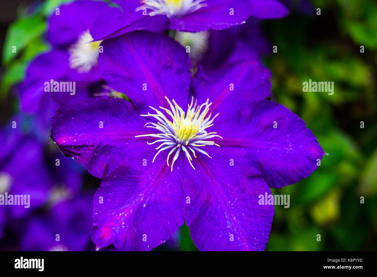 beautiful purple blossom Stock Photo - Alamy