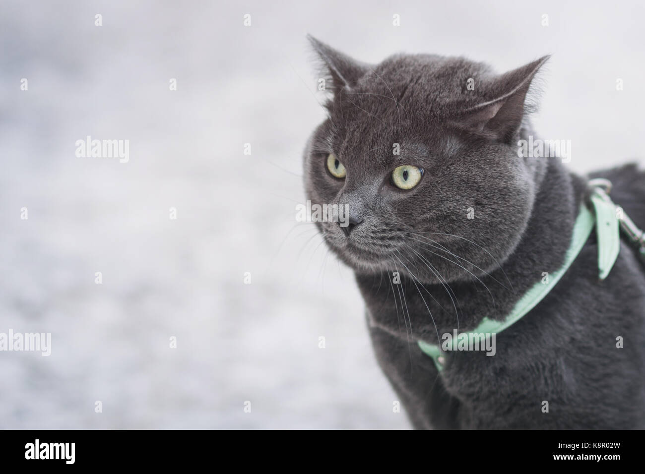 portrait of suprised russian blue cat outdoor Stock Photo - Alamy