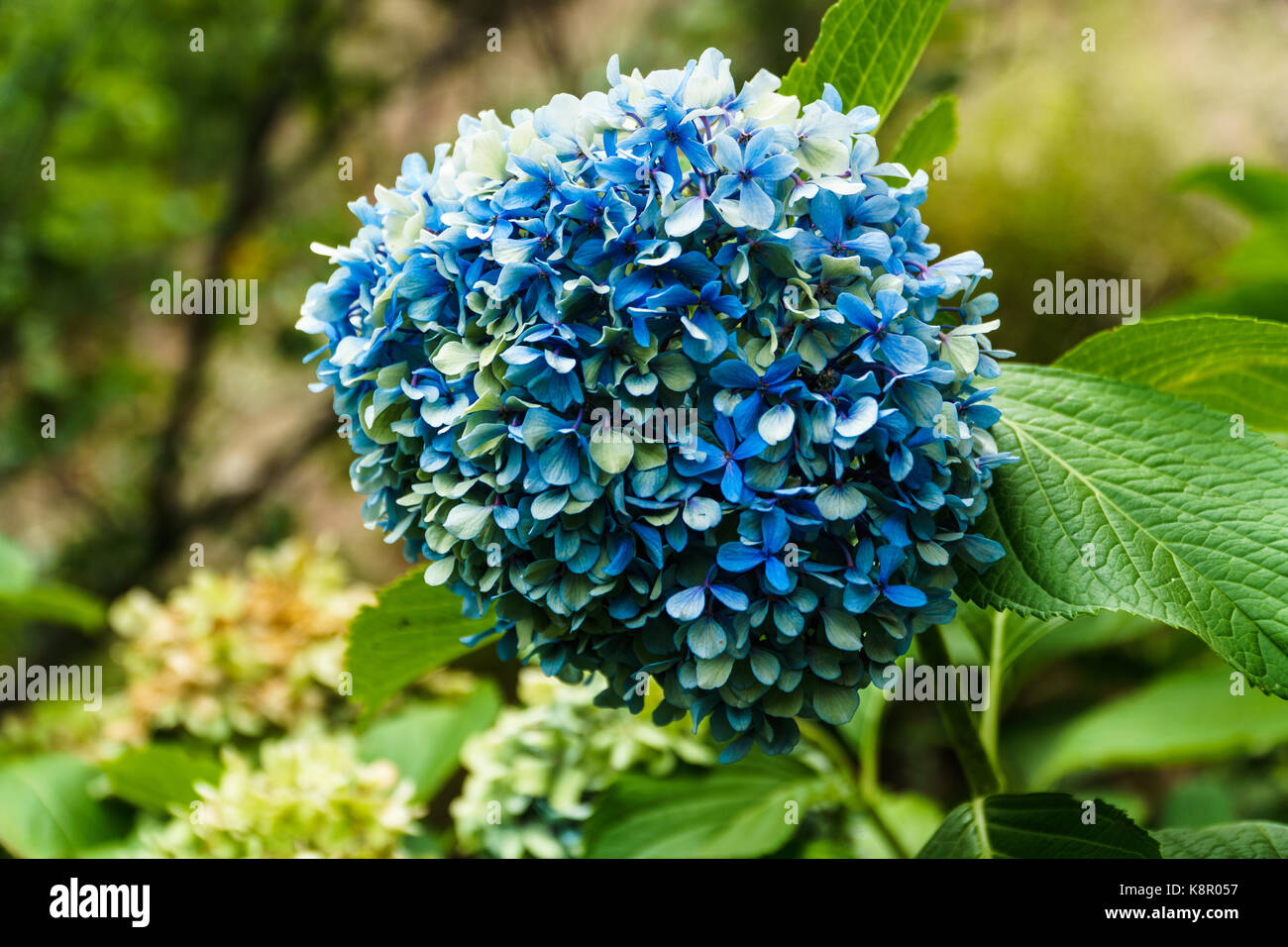 big blue flower outside Stock Photo - Alamy