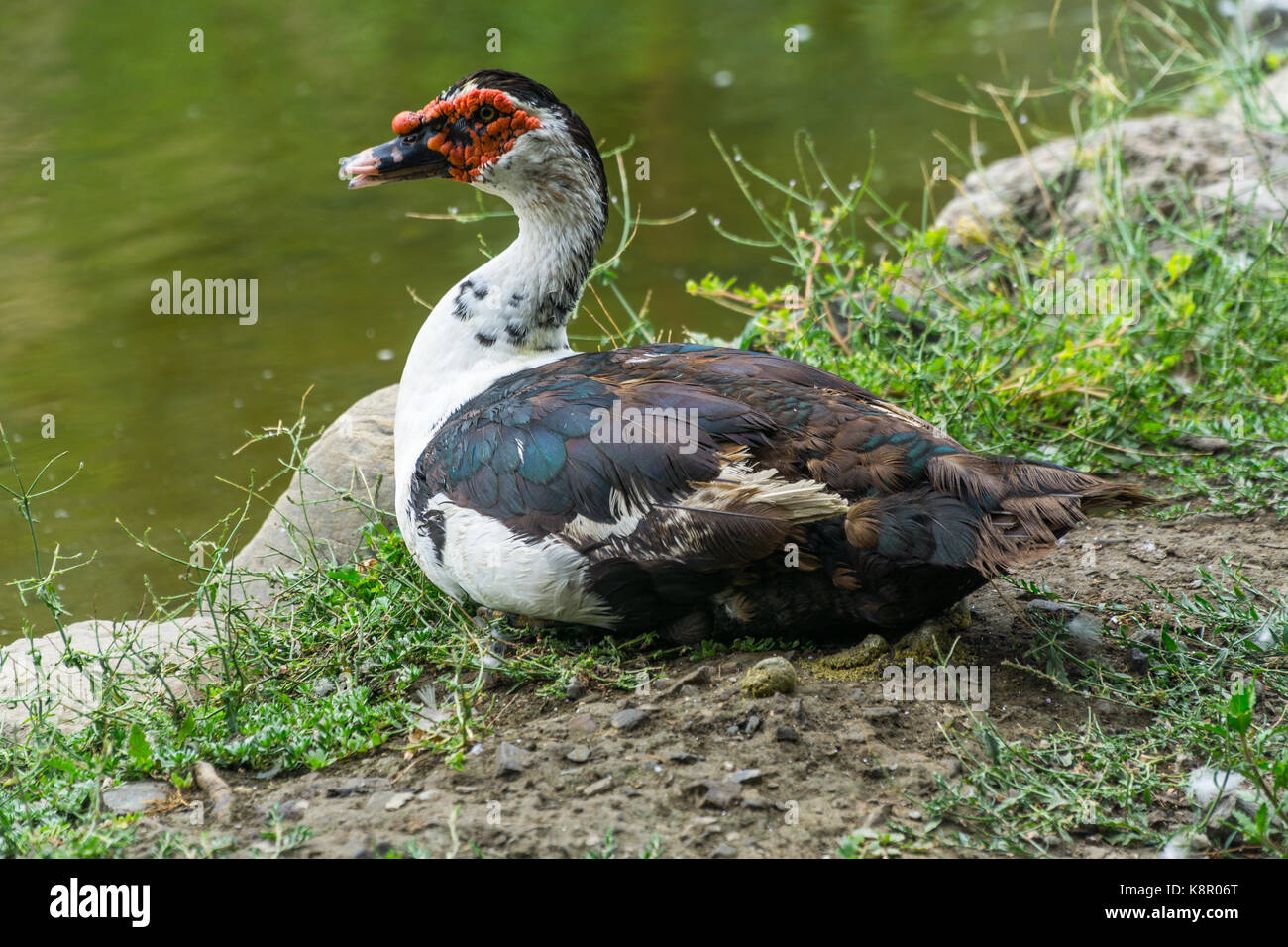 wildlife duck on the sea Stock Photo - Alamy