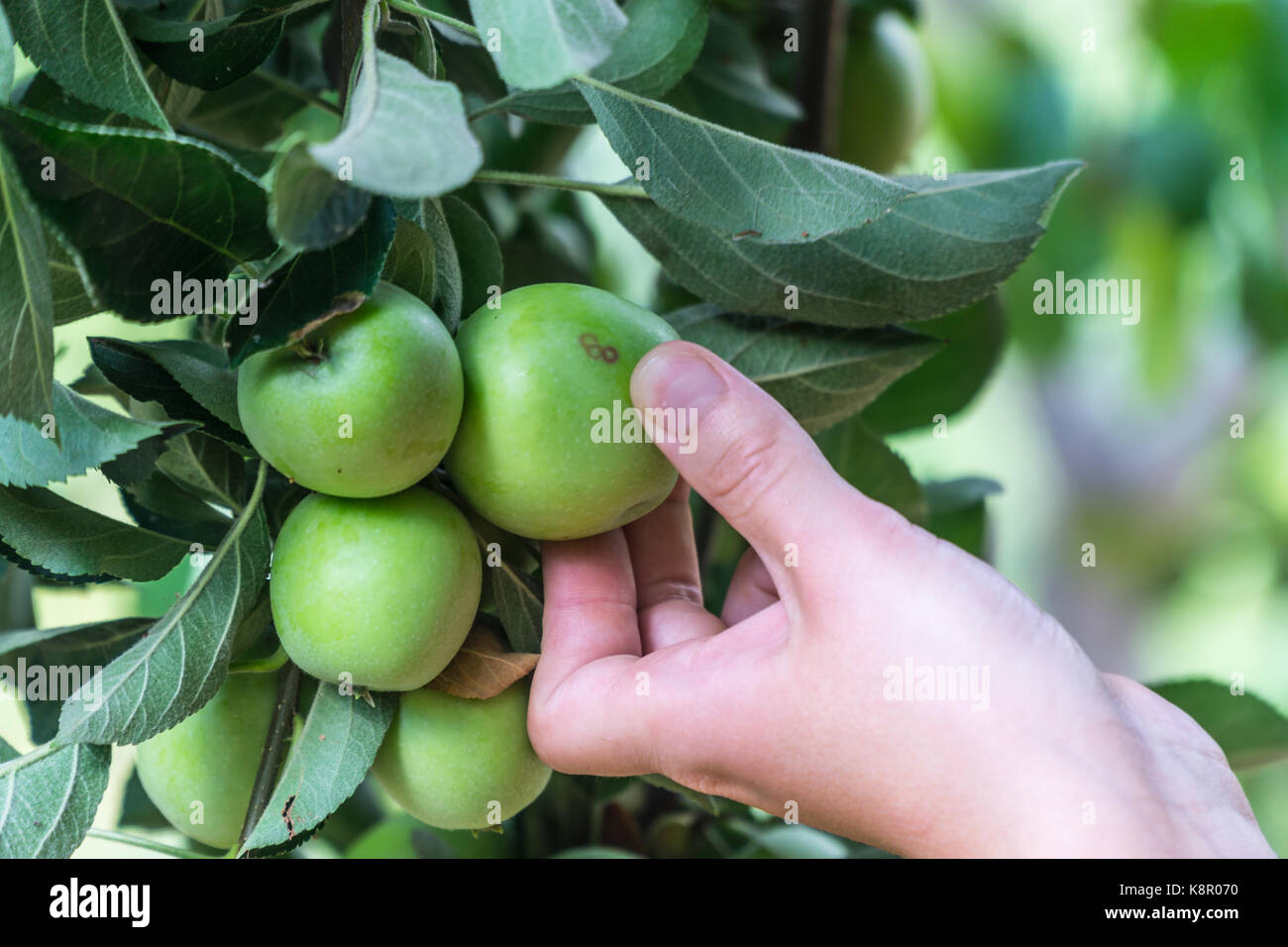 Hand picking an apple hi-res stock photography and images - Alamy