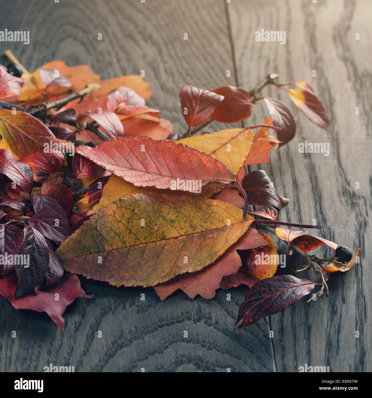 Oak leaves texture hi-res stock photography and images - Alamy