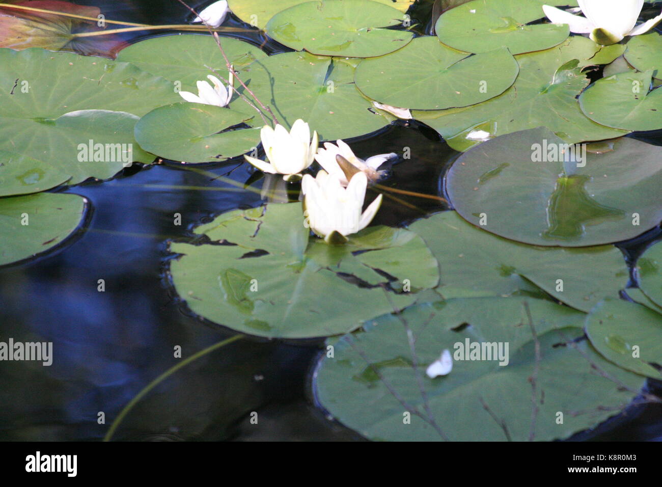 Unsorted plant images (Work in progress Stock Photo - Alamy