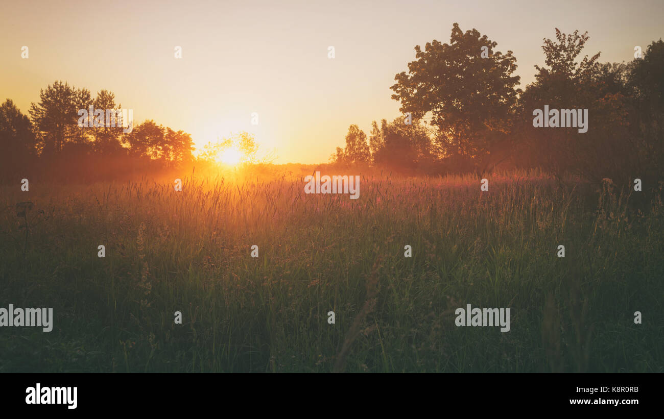 Volumetric tree hi-res stock photography and images - Alamy