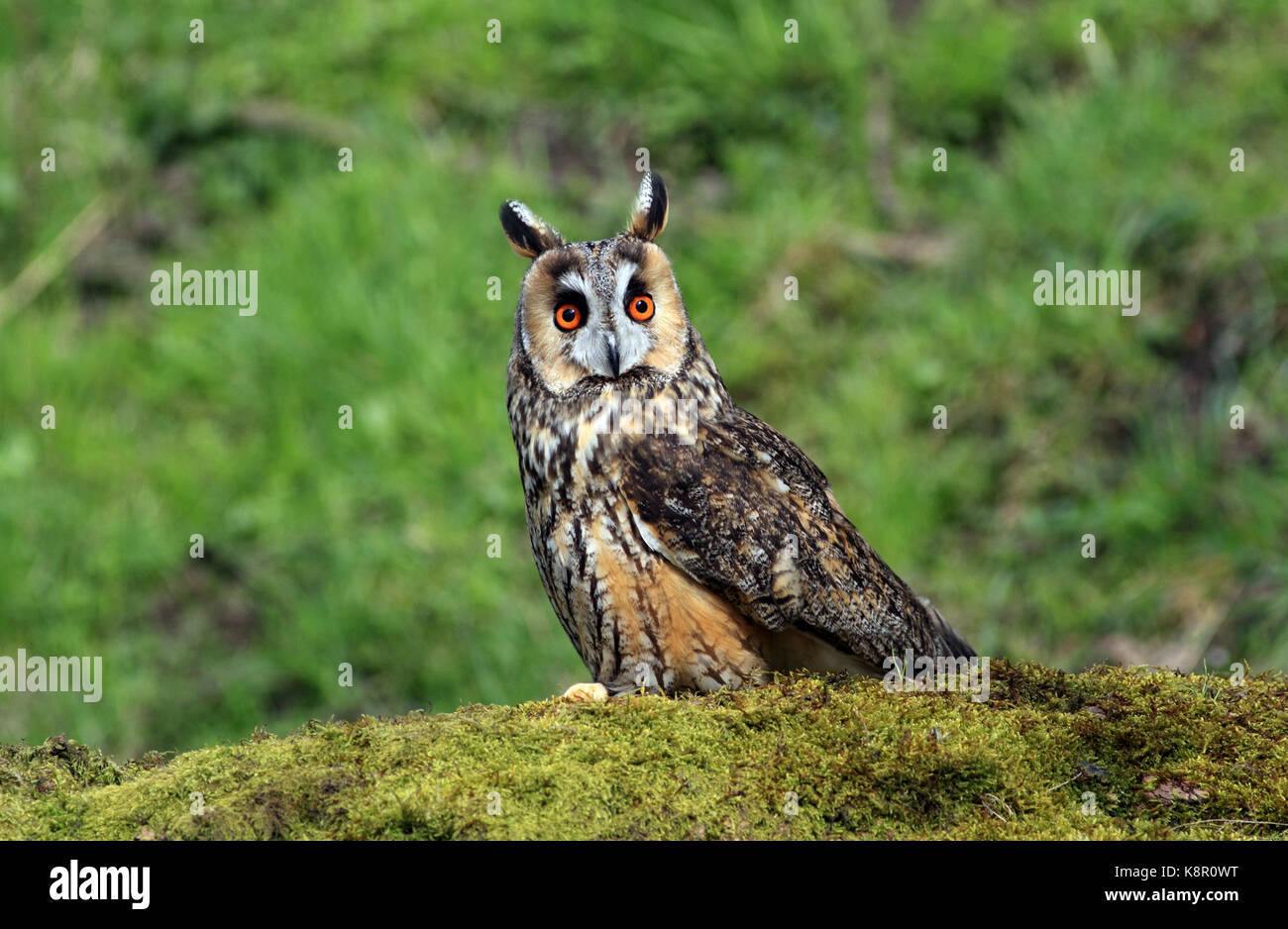 Long-eared owl Asio otus Long-eared owl, Perched On Moss Covered Tree ...