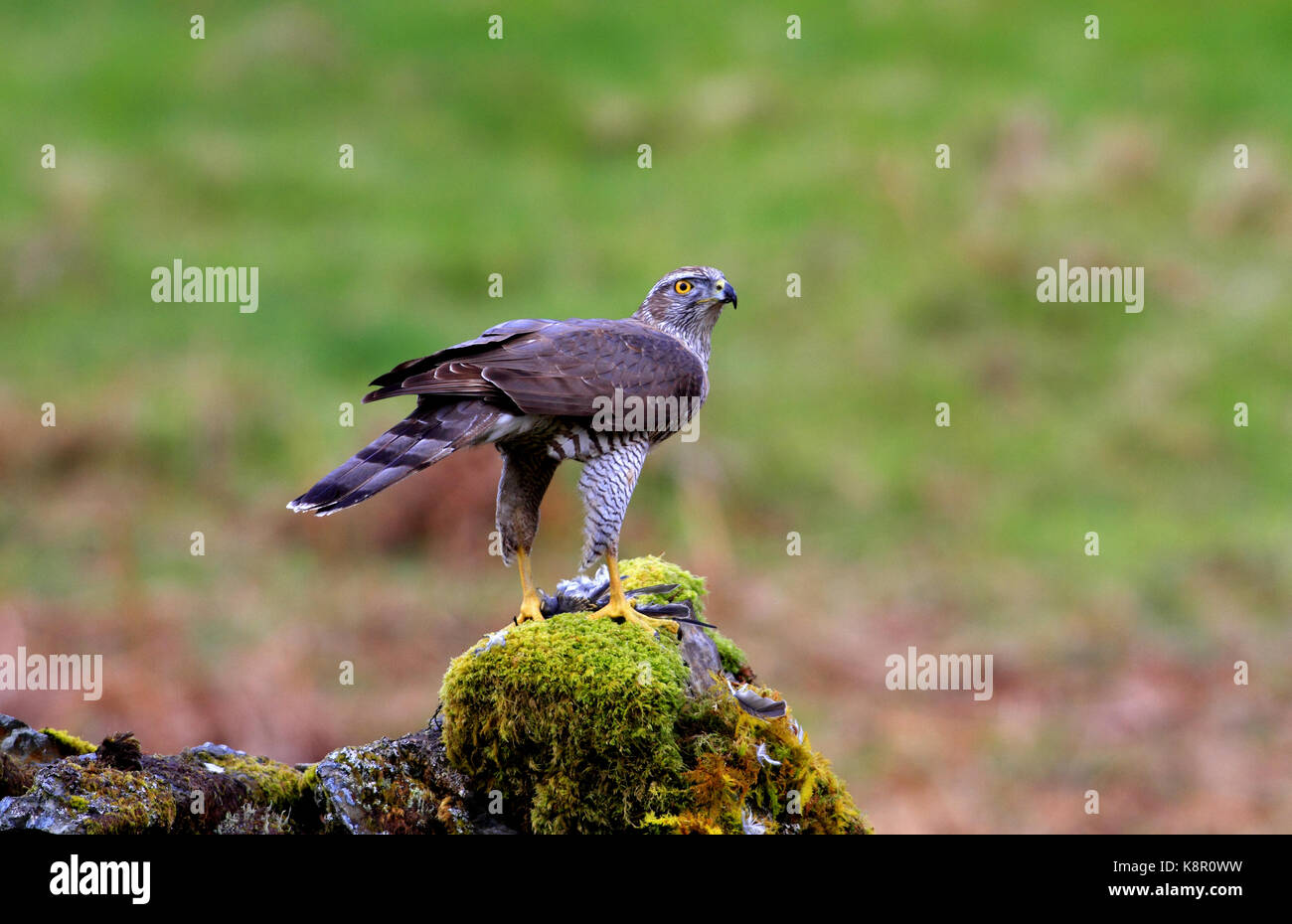 Northern goshawk Accipiter gentilis Female Northern goshawk, Standing ...