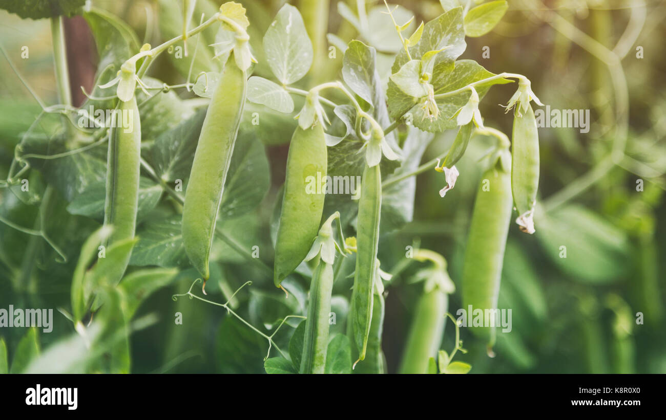 Green pea pod growing hi-res stock photography and images - Alamy