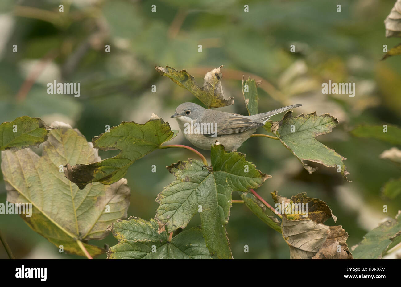 Subalpine Warbler (Sylvia cantillans) first winter male, Isles of ...
