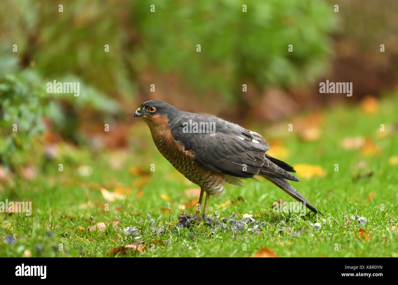 British sparrowhawk hi-res stock photography and images - Alamy