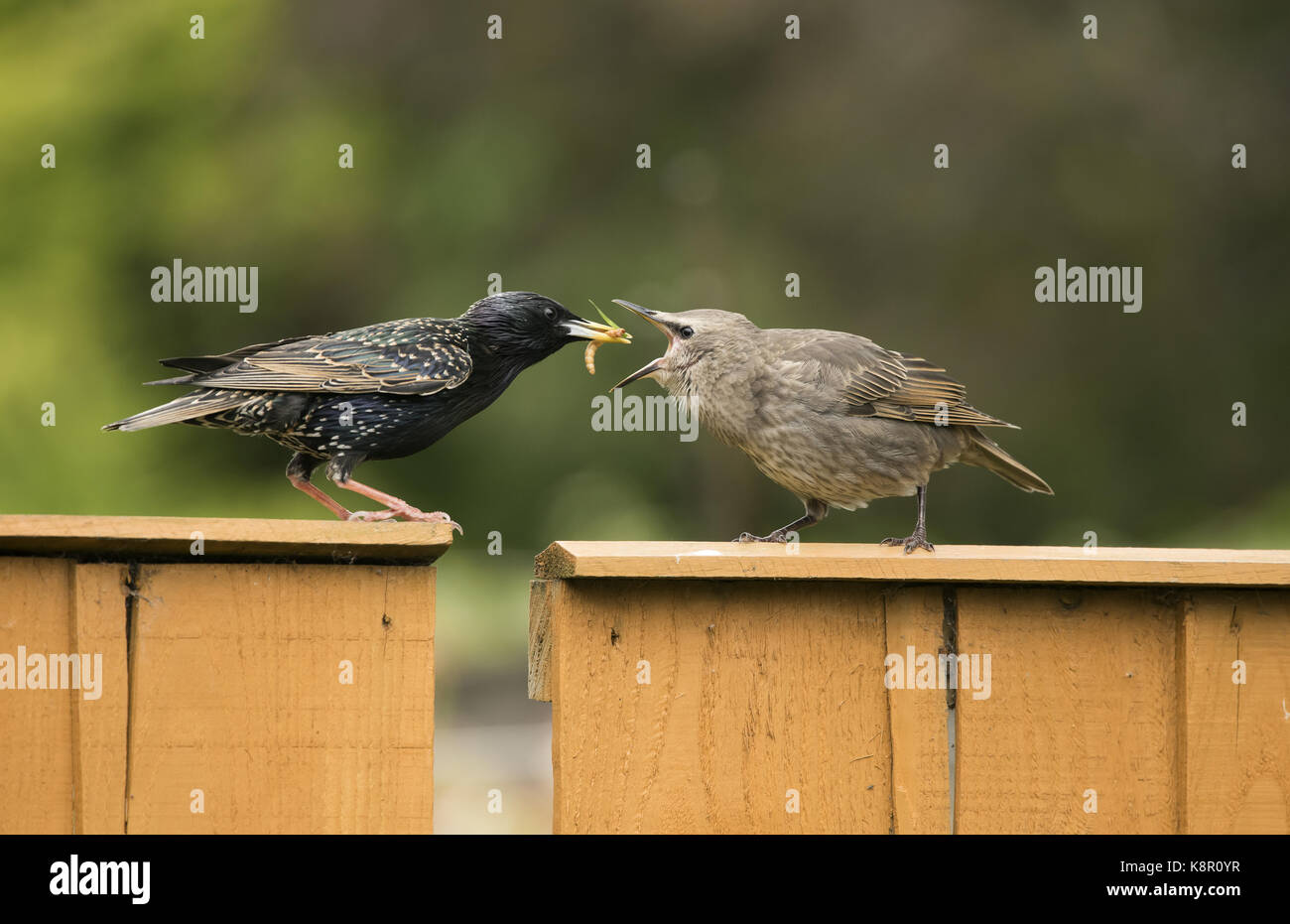 Starling (Sturnus vulgaris) juvenile being fed by parent, garden fence ...
