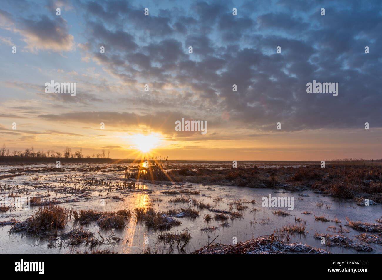 Flooded, frost covered marsh at sunrise, Biebrza, Poland, February ...