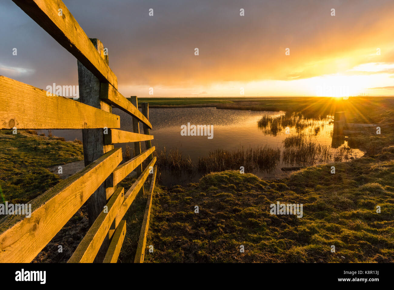Cattle fence leading into flooded ditch in grazing marsh habitat at ...