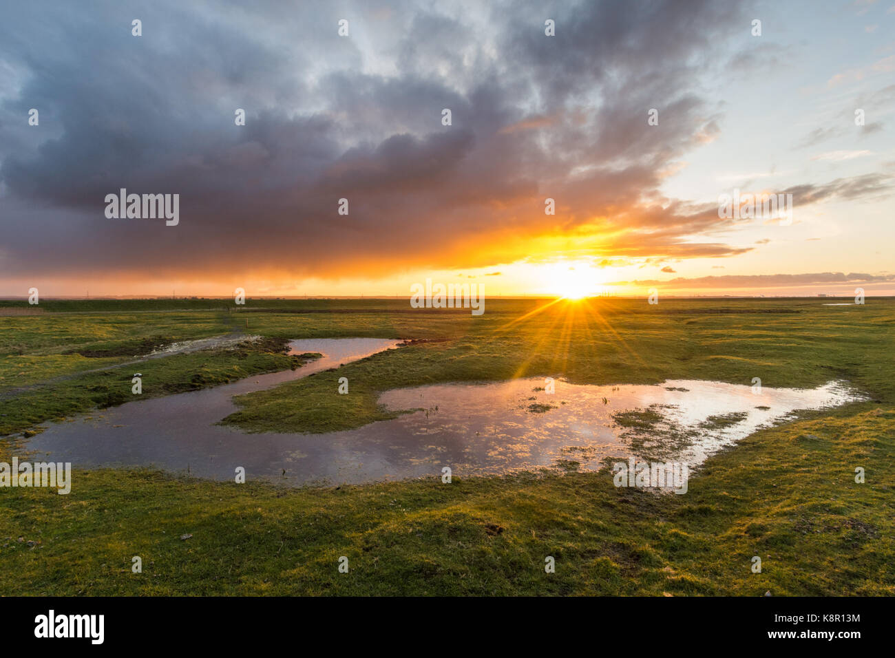 View of water-filled ditch on coastal grazing marsh habitat, with ...