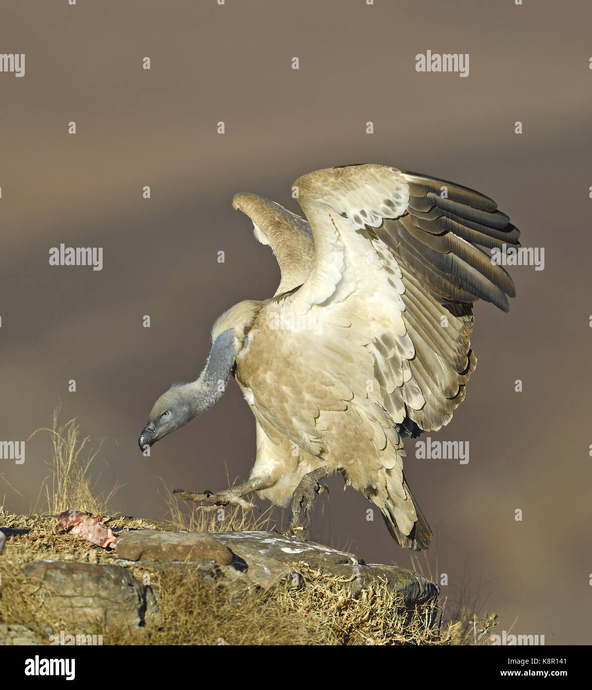 Cape vulture (Gyps coprotheres) in flight, Giant's Castle National Park ...