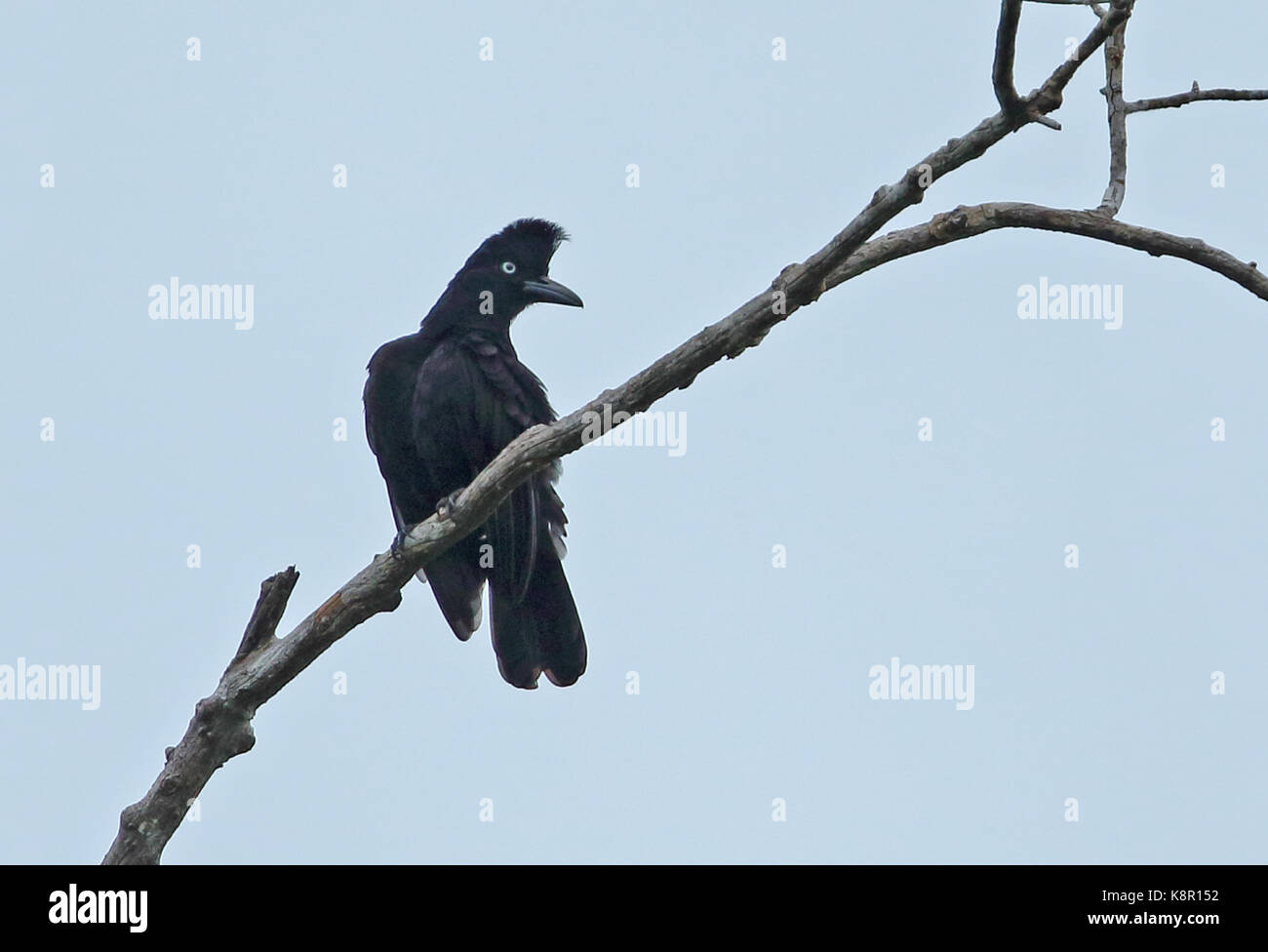 Amazonian Umbrellabird (Cephalopterus ornatus) adult perched on dead ...
