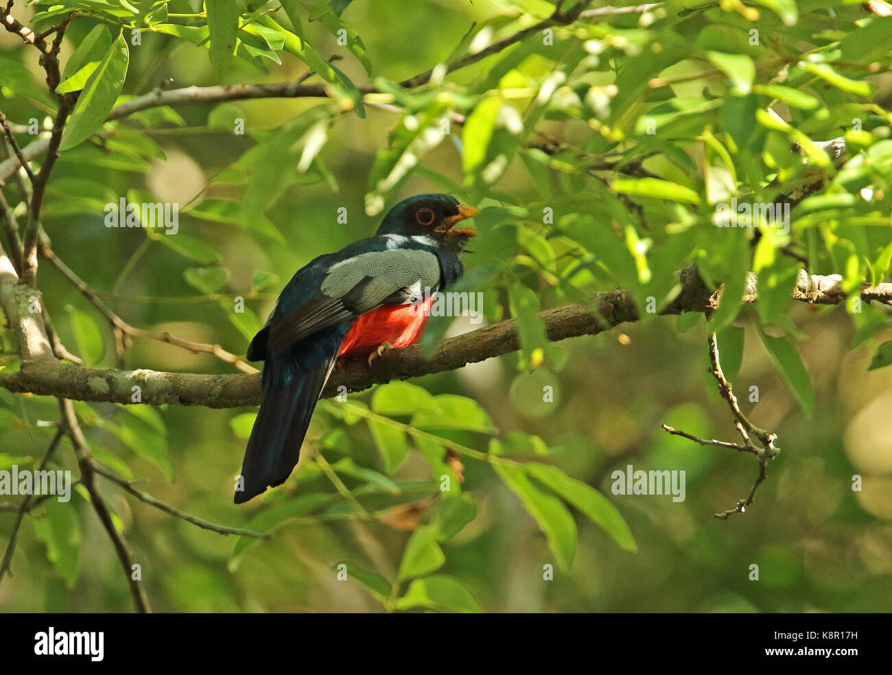 Black-tailed Trogon (Trogon melanurus melanurus) adult male perched on ...