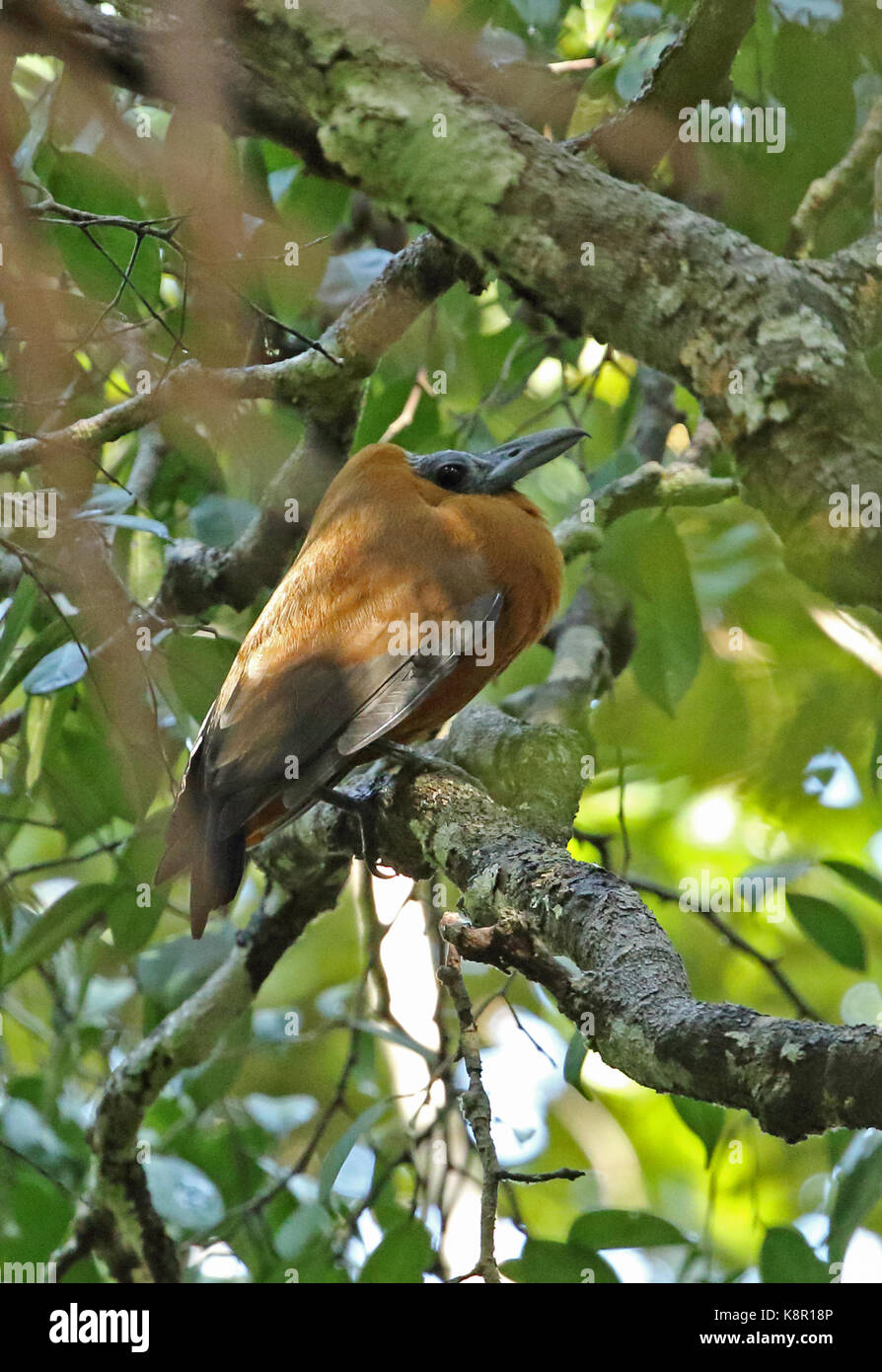 Capuchin bird perched on branch hi-res stock photography and images - Alamy