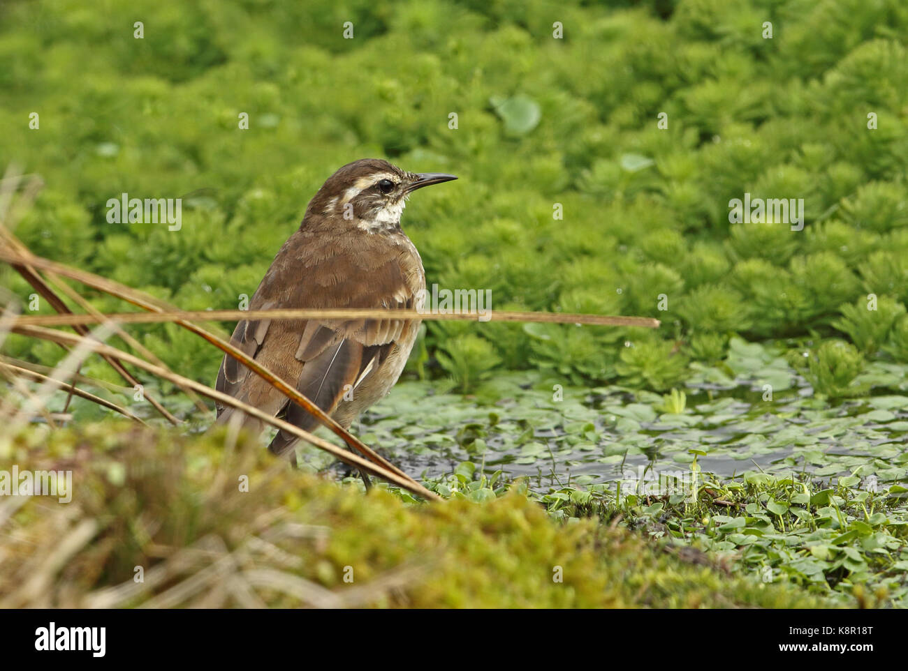 Chestnut-winged Cinclodes (Cinclodes albidiventris) adult standing at edge of marsh Sumapaz ...