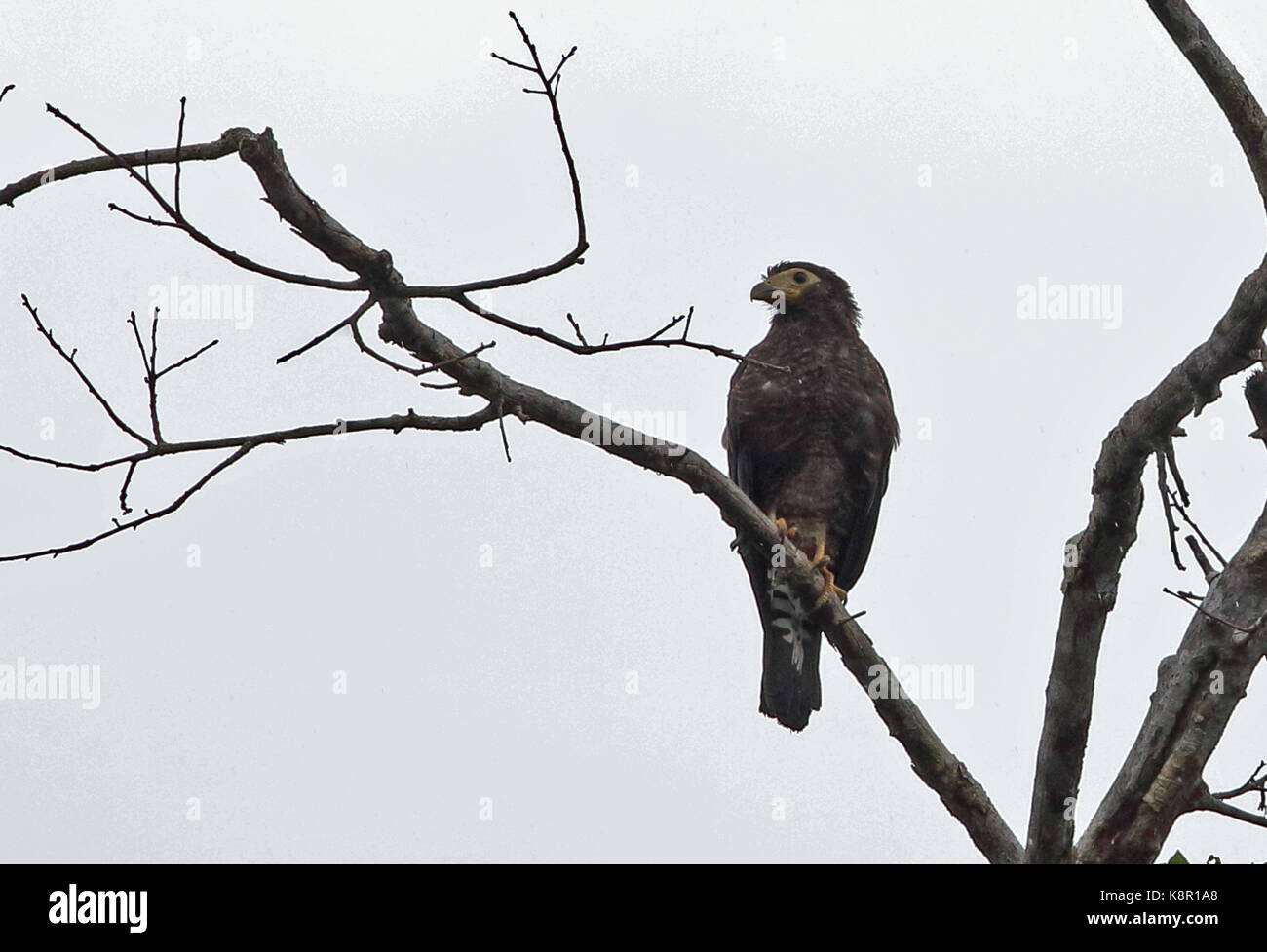 Collared Forest-falcon (Micrastur semitorquatus semitorquatus) dark ...