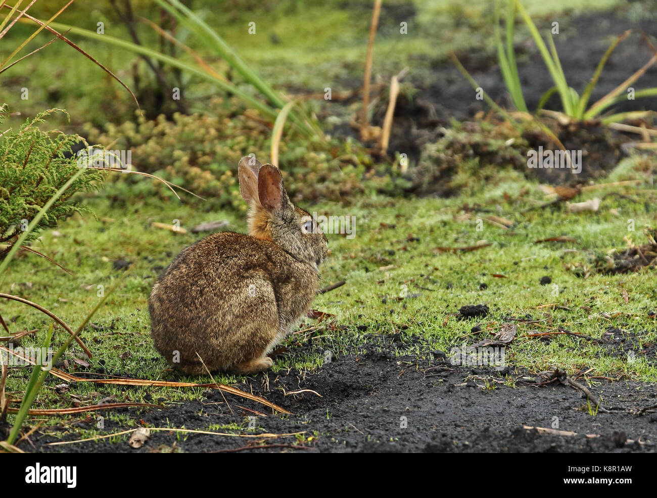 Common Tapeti (Sylvilagus brasiliensis apollinaris) adult feeding on ...