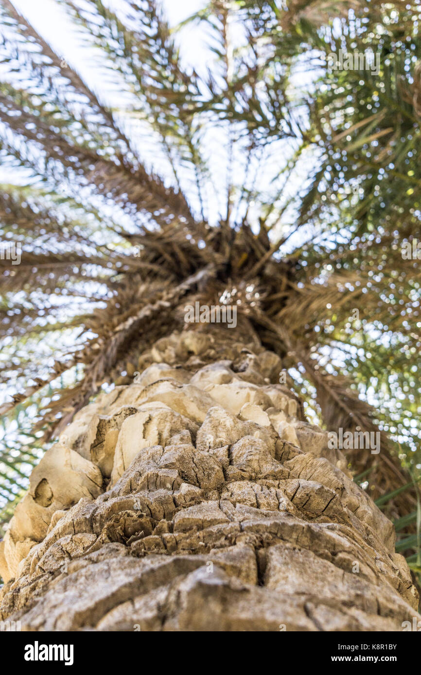 palm close up Stock Photo - Alamy
