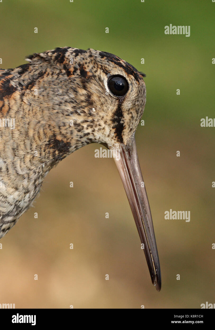 Eurasian Woodcock (Scolopax rusticola) close up of head of first winter ...