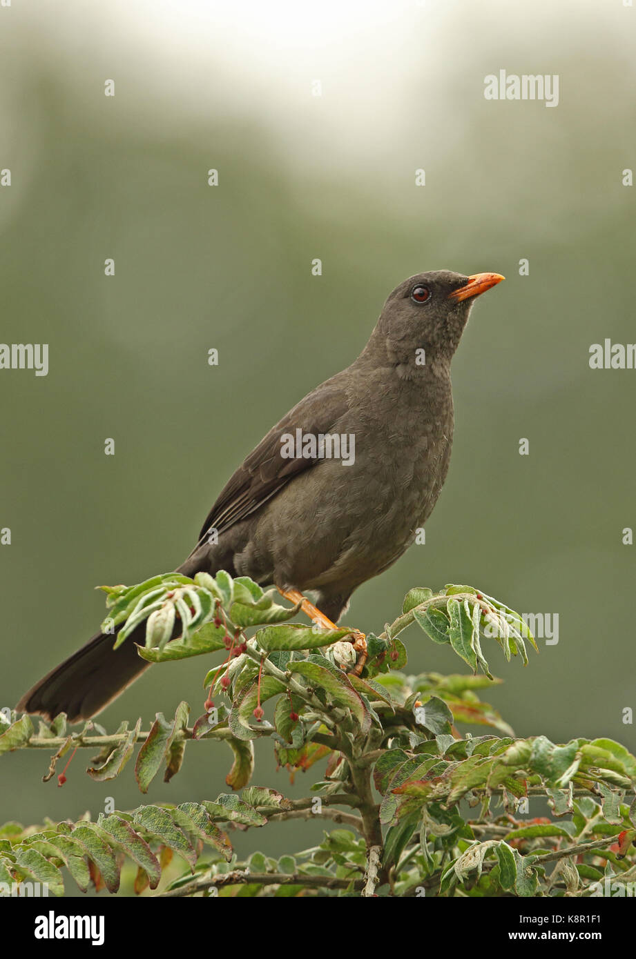 Great Thrush (Turdus fuscater gigas) adult perched on top of bush ...