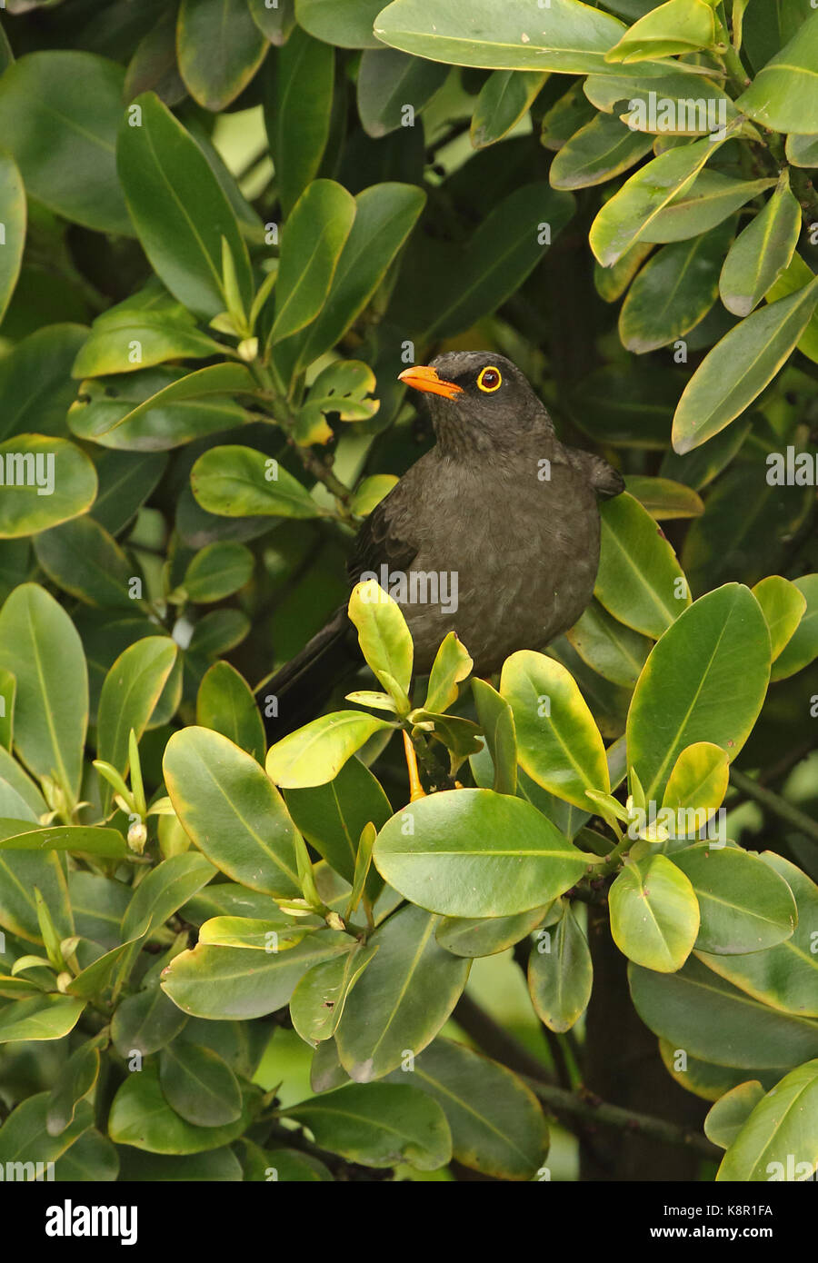 Great Thrush (Turdus fuscater gigas) adult perched in bush Bogota ...